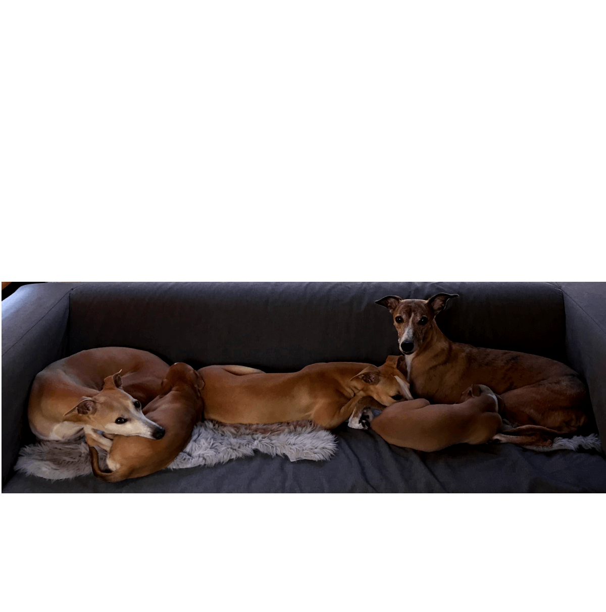 Meine Hunde - Culture Pearls Whippets